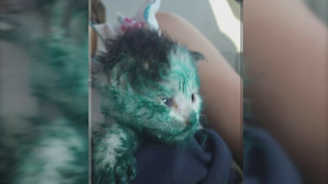 Man saves paint-covered kitten abandoned in dumpster - Indianapolis ...